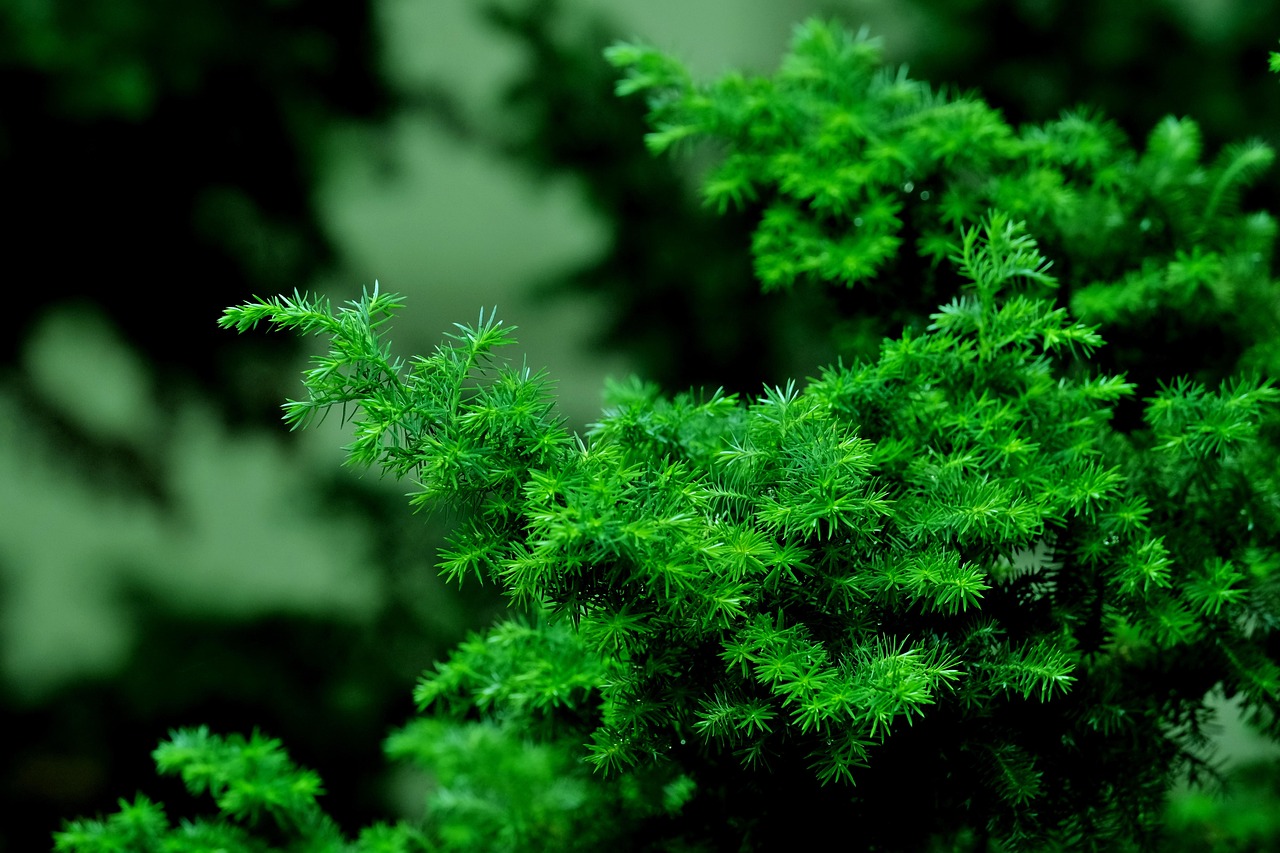 Leaves Foliage Plant - Free photo on Pixabay