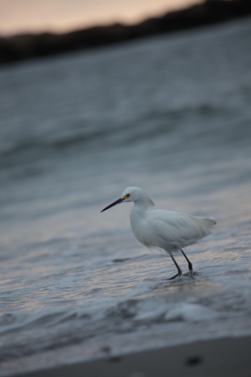 Bird Sunset Beach - Free photo on Pixabay - Pixabay