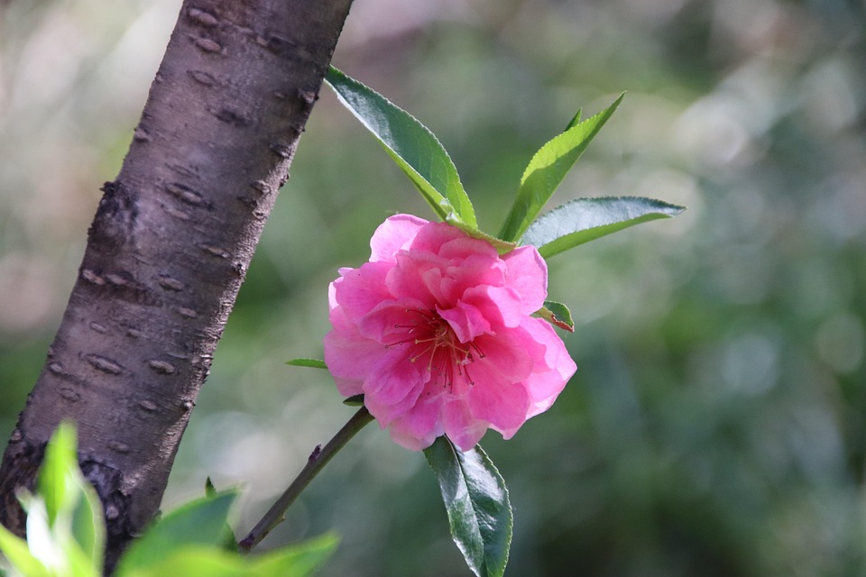Peach Blossom Flower Pink - Free photo on Pixabay - Pixabay