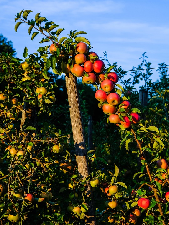 Verger De Pommiers Pommes Pommier - Photo gratuite sur Pixabay