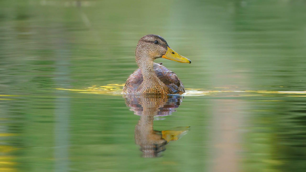 300,000+ Free Ducks Wallpaper & Duck Images - Pixabay