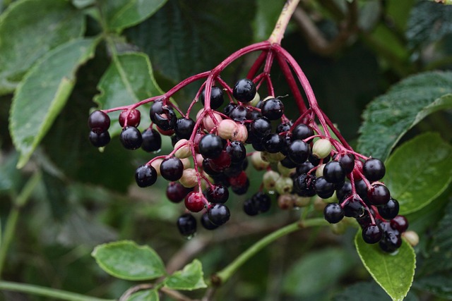 Bagas Frutos Silvestres Frutas - Foto gratuita no Pixabay - Pixabay