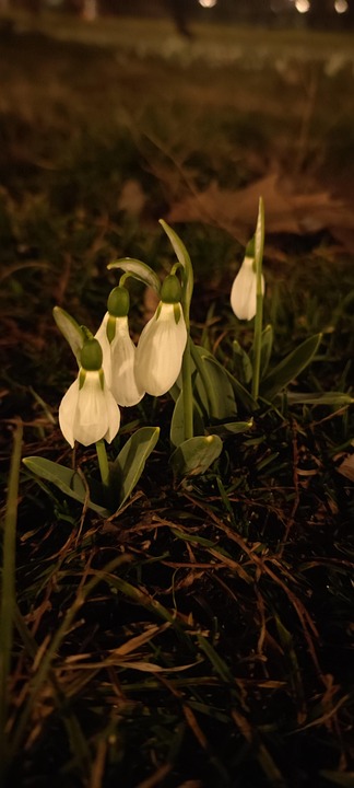 Ghiocei Noaptea - Fotografie gratuită pe Pixabay - Pixabay