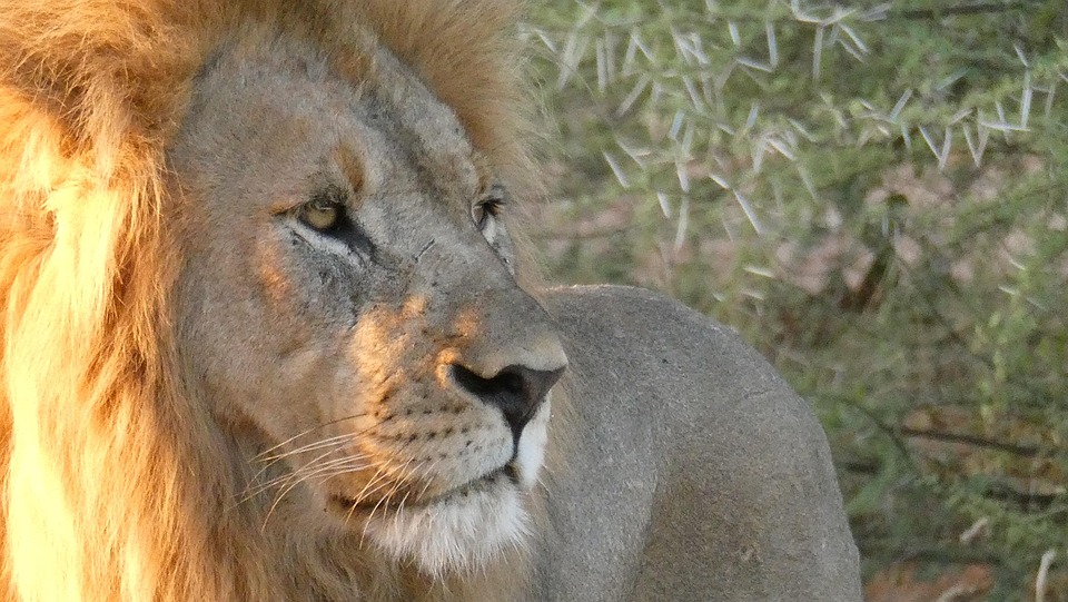 Lion Afrique Du Sud Madikwe - Photo gratuite sur Pixabay - Pixabay