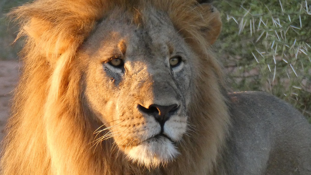 Lion South Africa Safari - Free photo on Pixabay - Pixabay