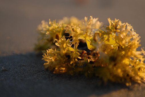 10+ Free Seaweed Close Up & Seaweed Images - Pixabay