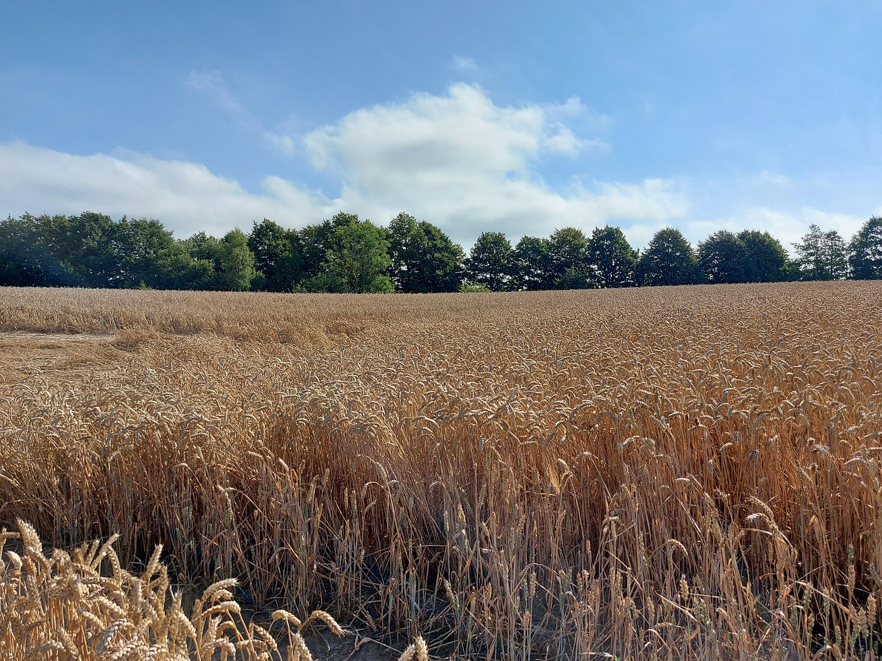 Field Harvest Agriculture - Free photo on Pixabay - Pixabay