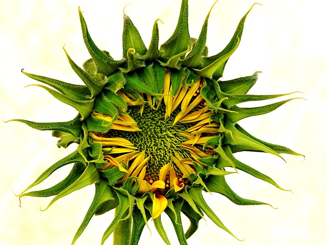 Tournesol En Fleurs - Photo gratuite sur Pixabay - Pixabay