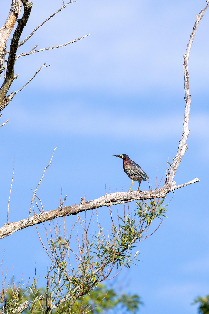 Wildlife Birds Nature Green - Free photo on Pixabay - Pixabay