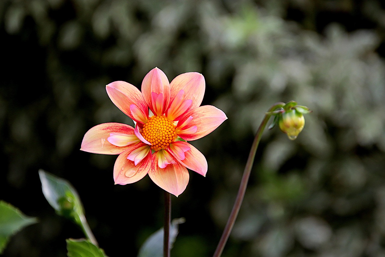 Dahlie Rosa Pinke Blume - Kostenloses Foto auf Pixabay