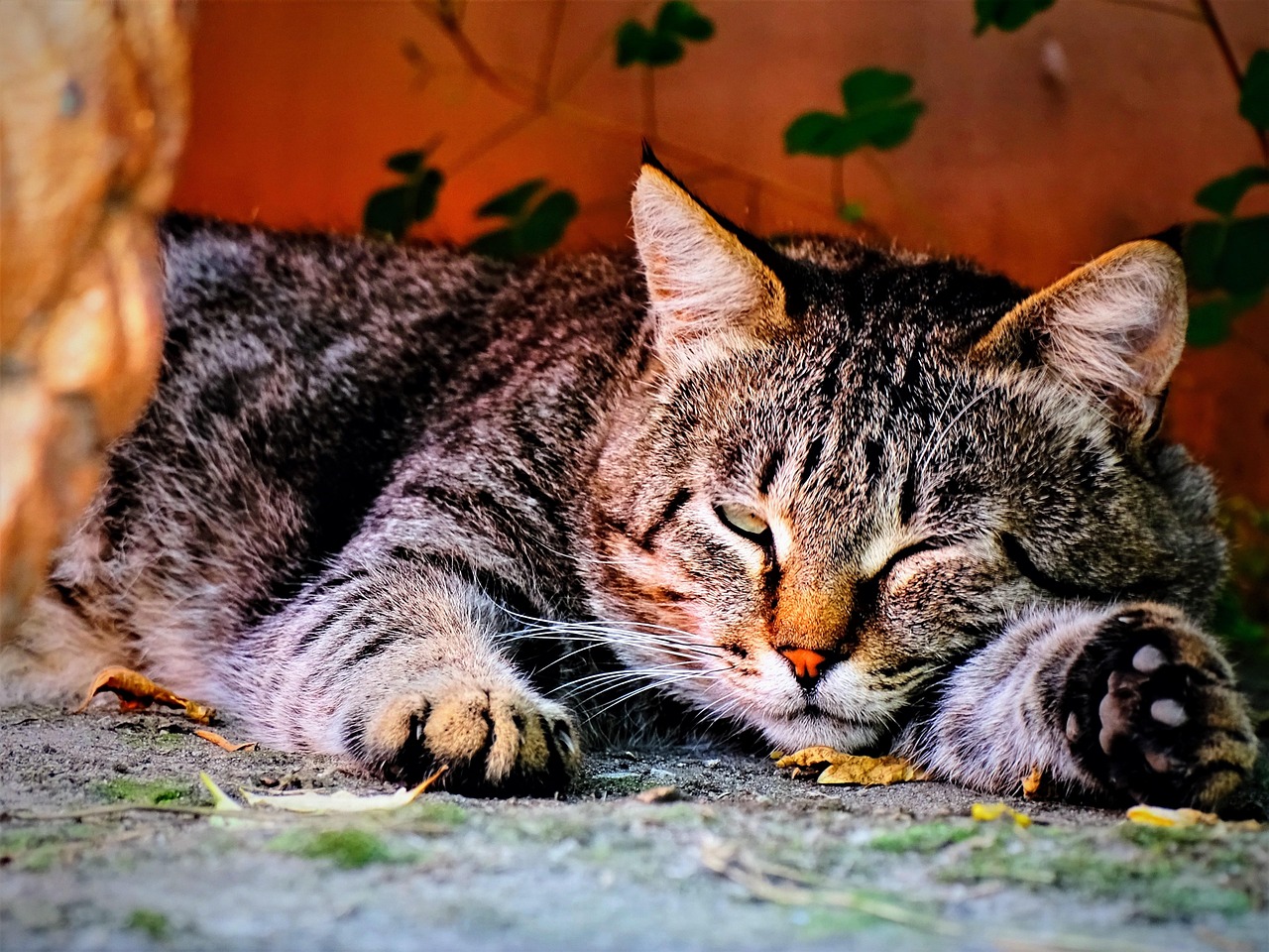 Animal Feline Cat - Free photo on Pixabay - Pixabay