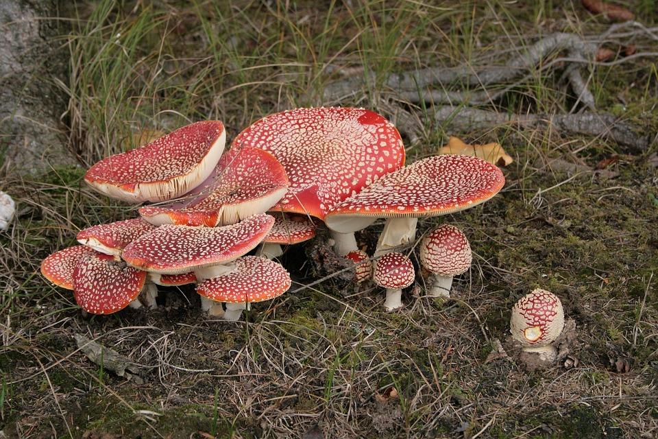 Mérges Gomba Gombát Erdő Talaja - Ingyenes fotó a Pixabay-en