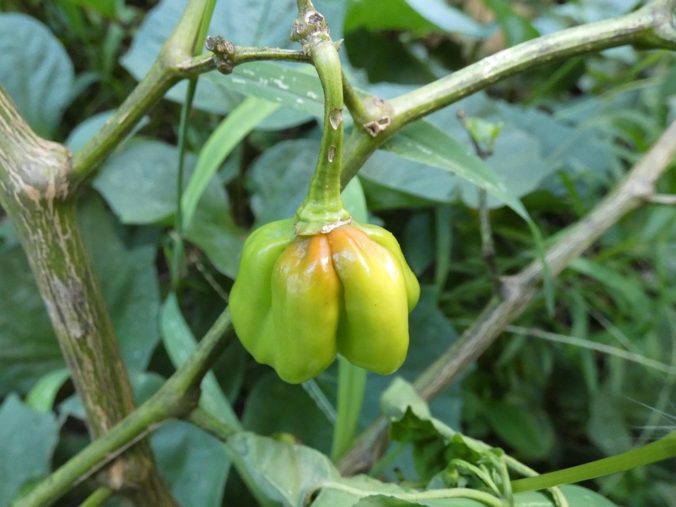 Pepper Spice Vegetable Free Photo On Pixabay Pepper Spice Vegetable Free Photo On Pixabay