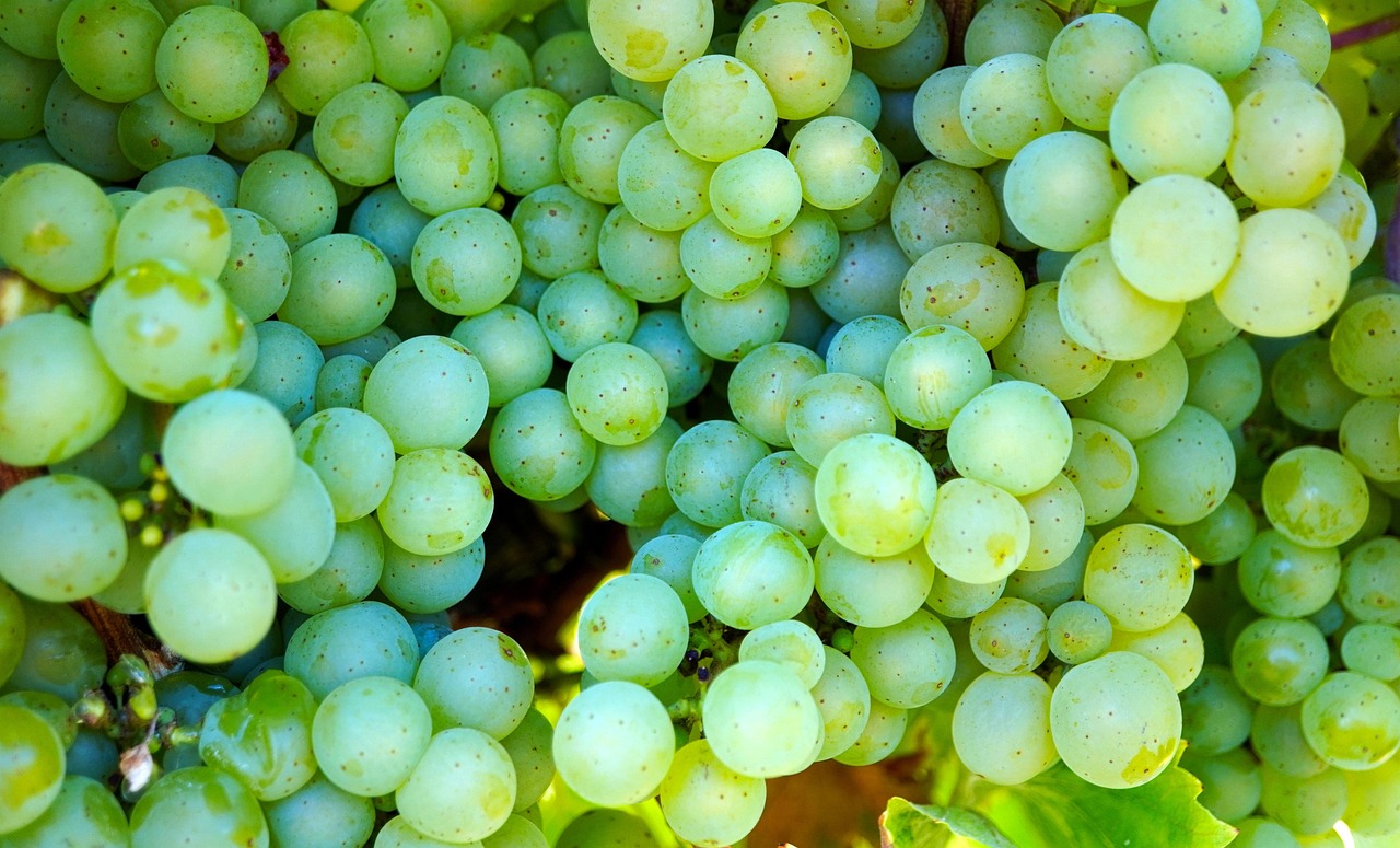 Fruit Grapes Vineyard - Free photo on Pixabay - Pixabay