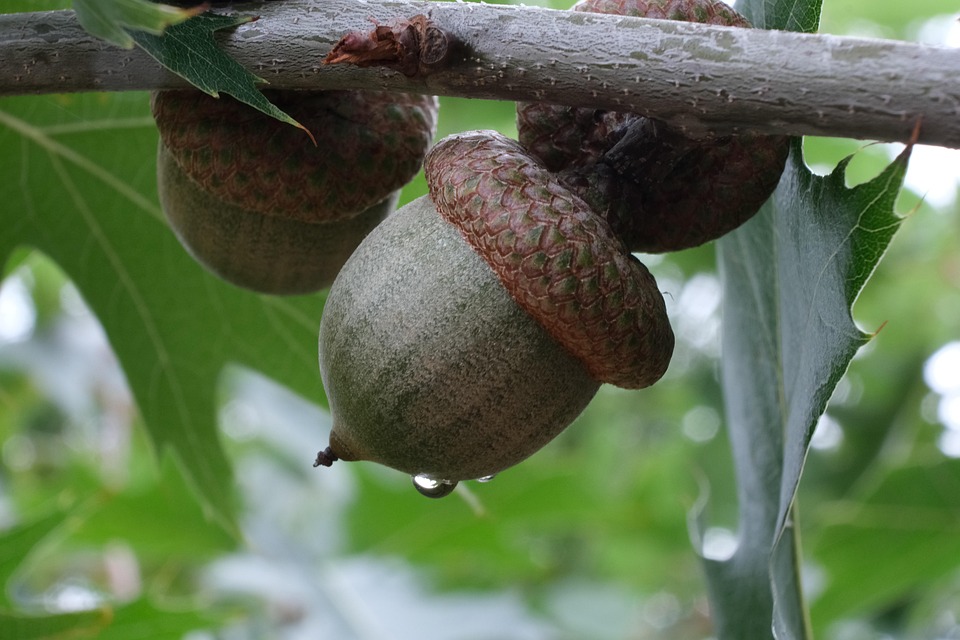 Acorns Oak Branch - Free photo on Pixabay - Pixabay