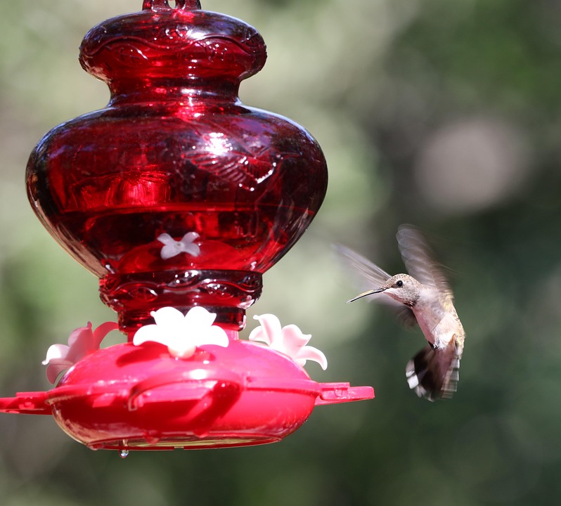 Bird Feeder Humming Free Photo On Pixabay