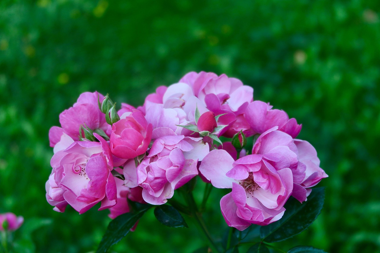 Des Roses De Jardin - Photo gratuite sur Pixabay - Pixabay