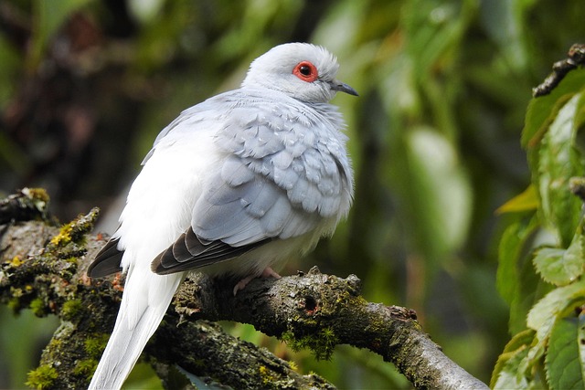 Colombe De Diamant Pigeon - Photo gratuite sur Pixabay - Pixabay