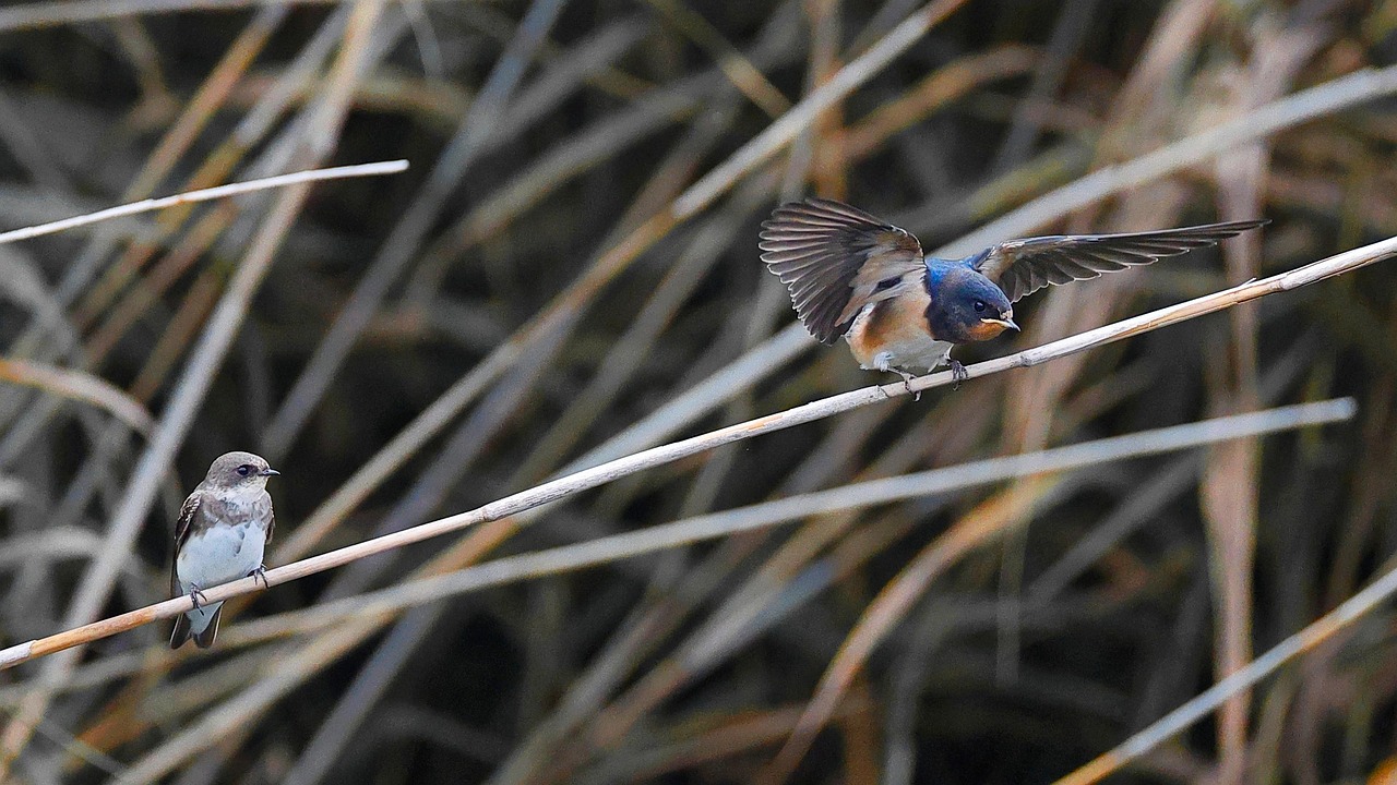 Birds Barn Swallow Sand - Free photo on Pixabay