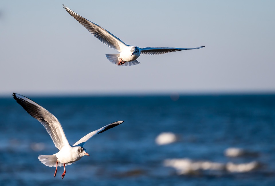 Birds Water Bird Sea - Free photo on Pixabay - Pixabay