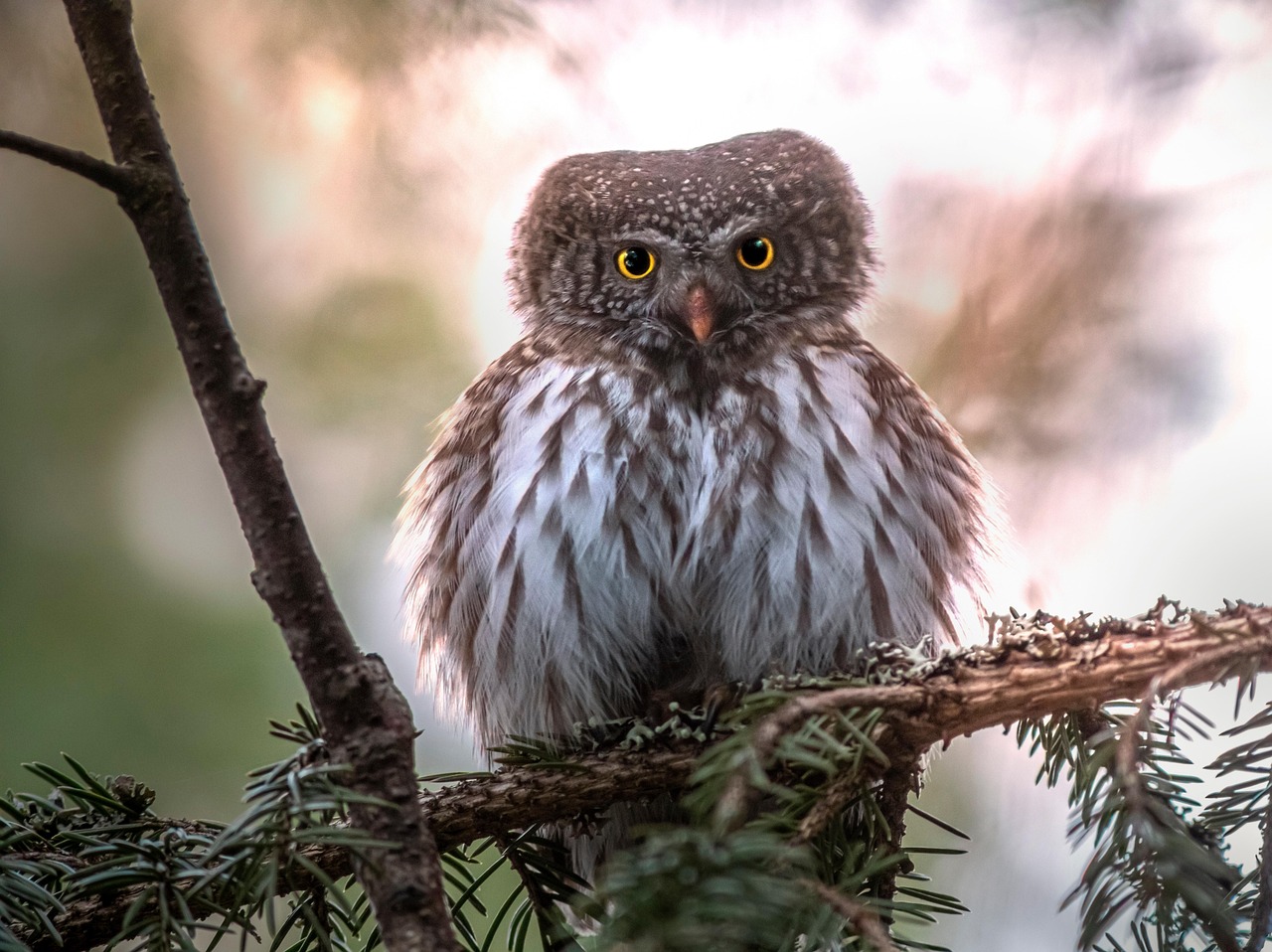 400+ Ücretsiz Cüce Baykuş ve Baykuş Fotoğrafı - Pixabay