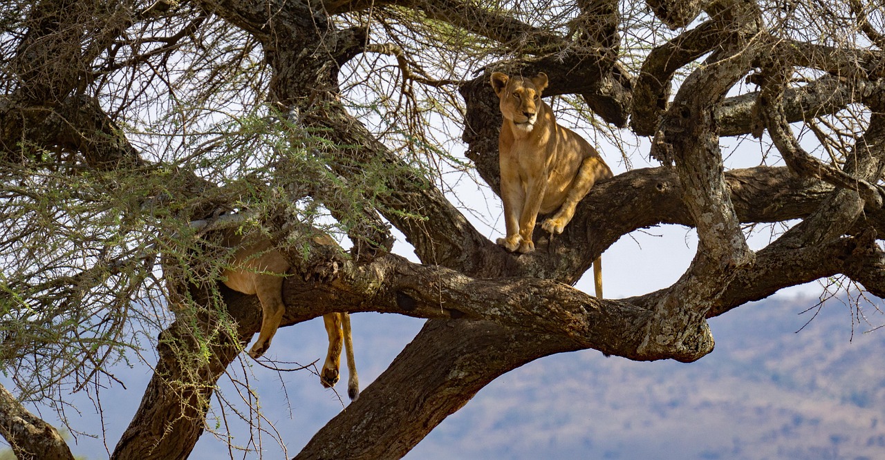Lion Lionne Félin - Photo gratuite sur Pixabay - Pixabay