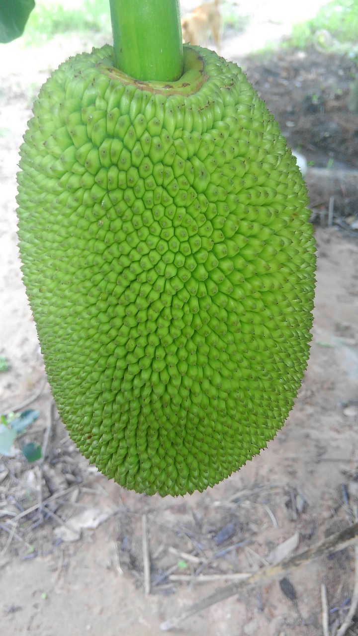 Jacquier Fruit - Photo gratuite sur Pixabay - Pixabay