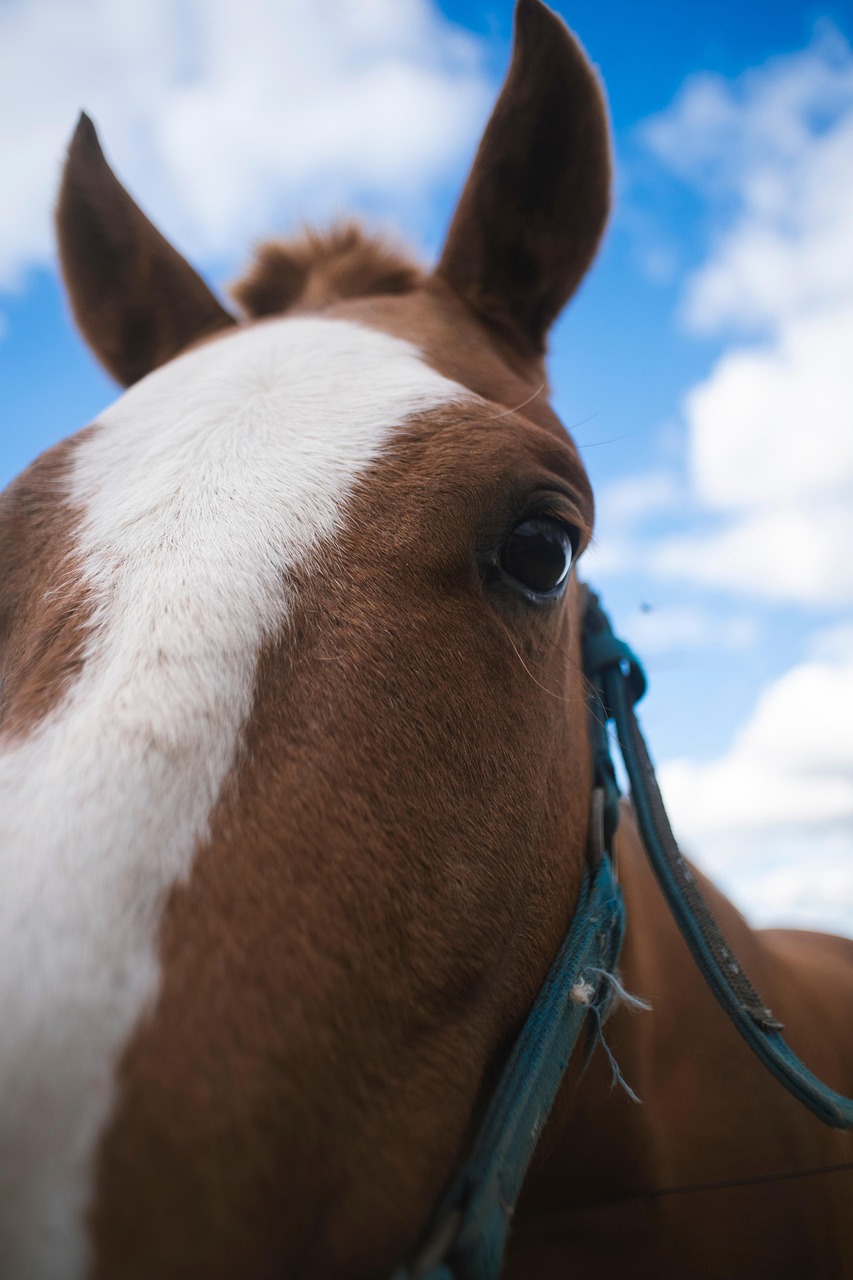 Animal Cavalo Mamífero - Foto gratuita no Pixabay - Pixabay