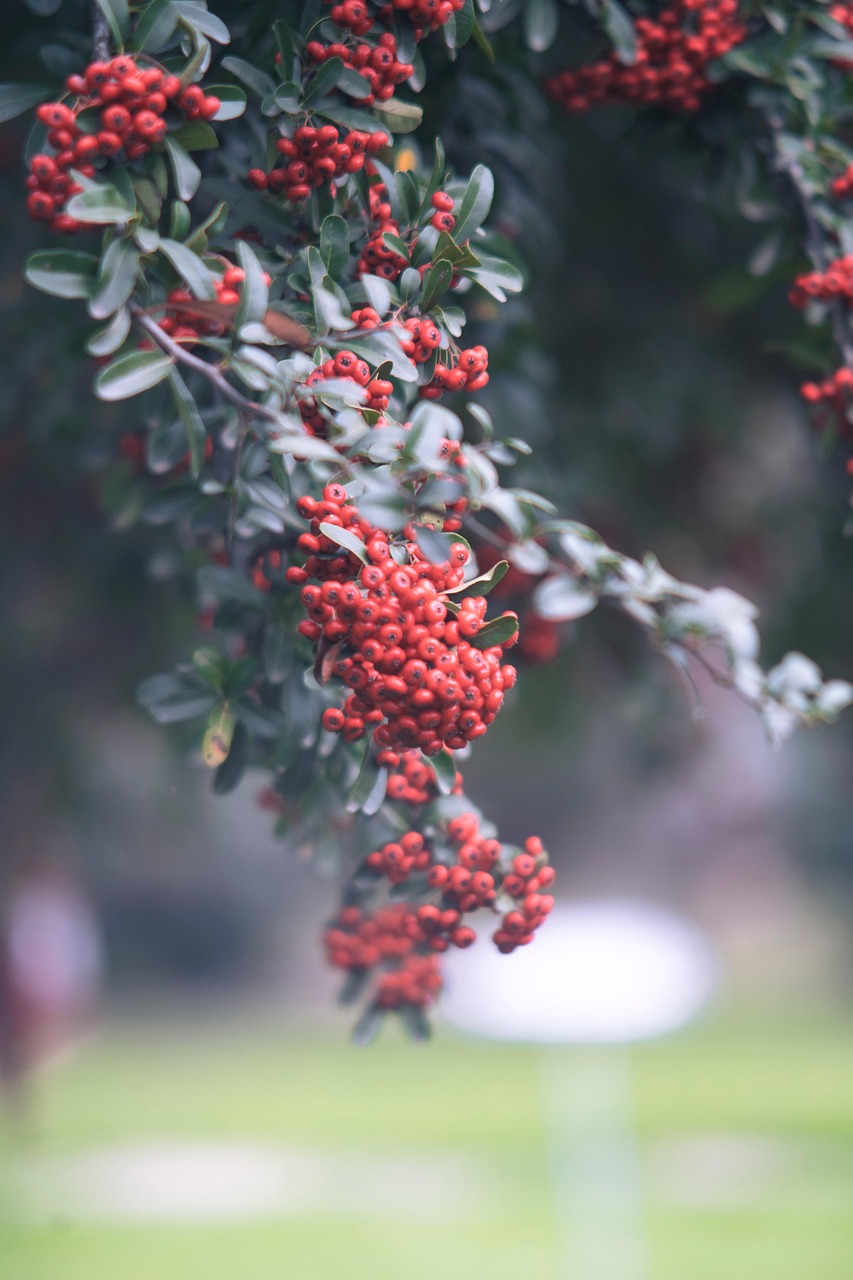 Berries Red Scarlet - Free photo on Pixabay - Pixabay