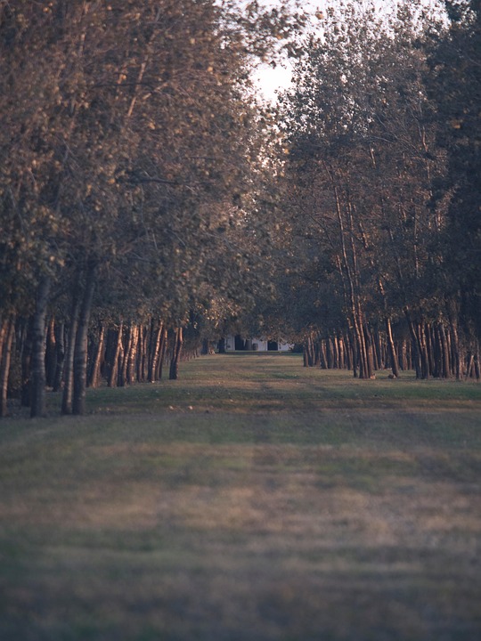 Entrance Path Field - Free photo on Pixabay