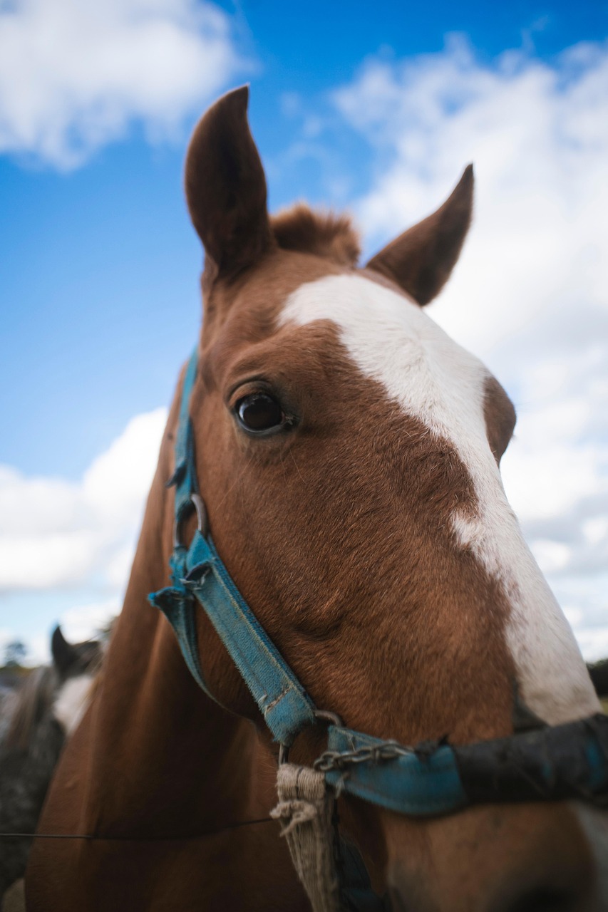 Cheval Poulain Sur Le Terrain De - Photo gratuite sur Pixabay - Pixabay