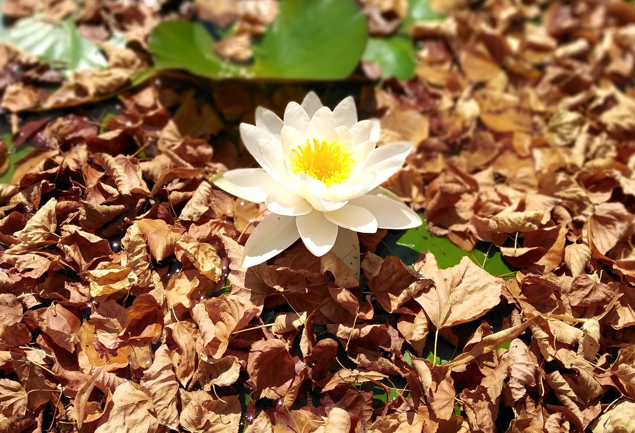 Nénuphar Fleur Blanche Feuilles - Photo gratuite sur Pixabay - Pixabay