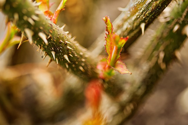 Rose Thorns Bush - Free photo on Pixabay