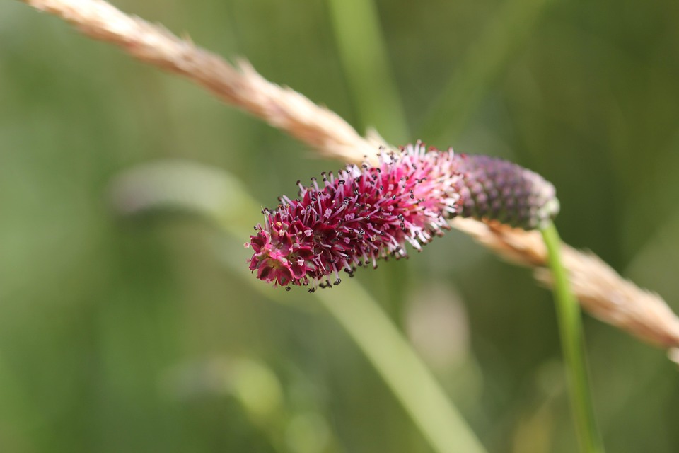 Flor Sementes Prado - Foto gratuita no Pixabay - Pixabay