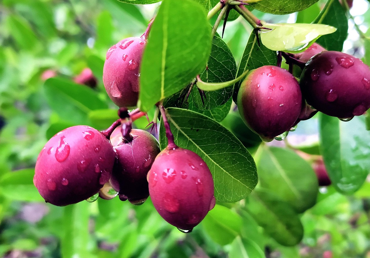 Bengal Currants Sour Fruits - Free photo on Pixabay