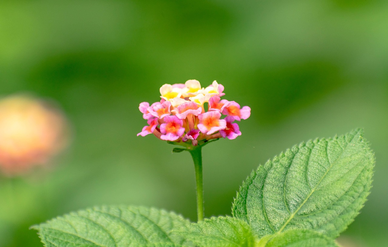 300,000+ Free Lantana Plant & Nature Images - Pixabay