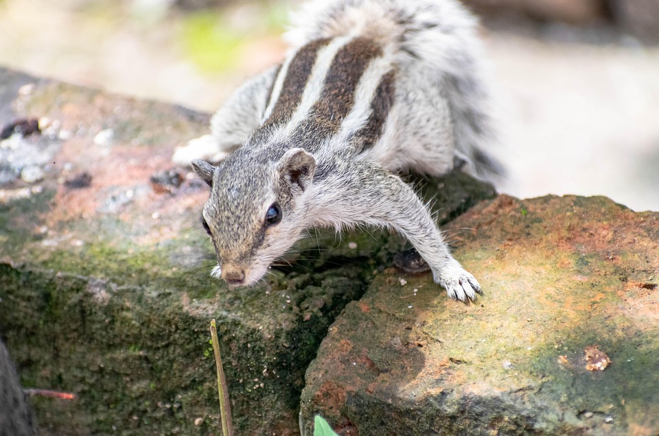 Cliff Chipmunk Rodent Animal - Free photo on Pixabay - Pixabay
