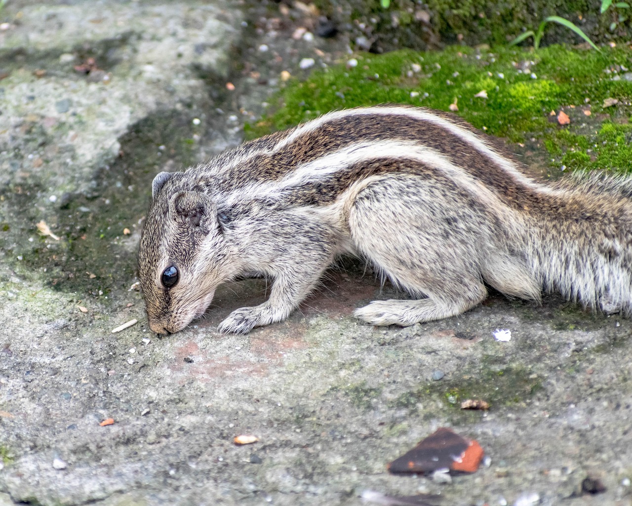 Squirrel Animal Rodent - Free photo on Pixabay