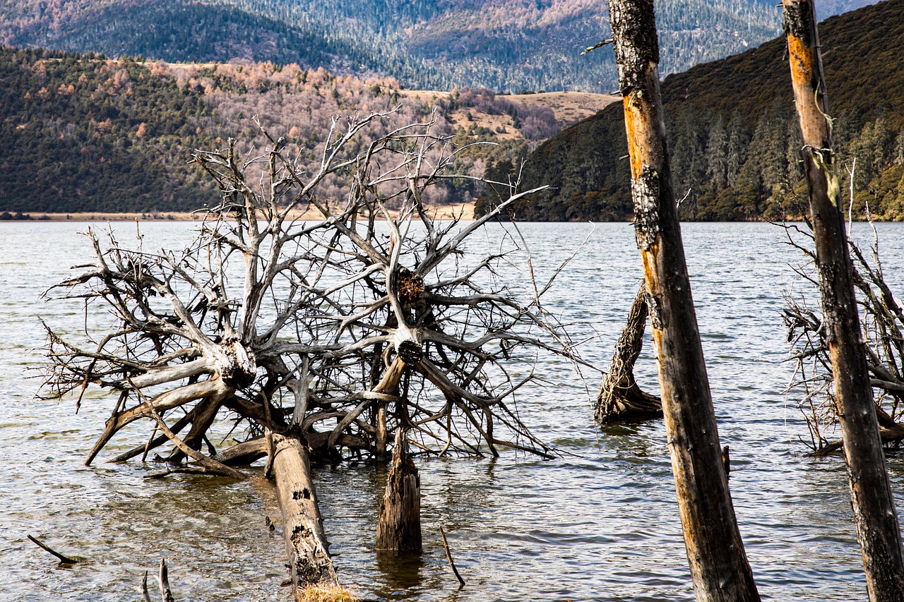 Arbres Morts Lac Le Coucher Du - Photo gratuite sur Pixabay - Pixabay