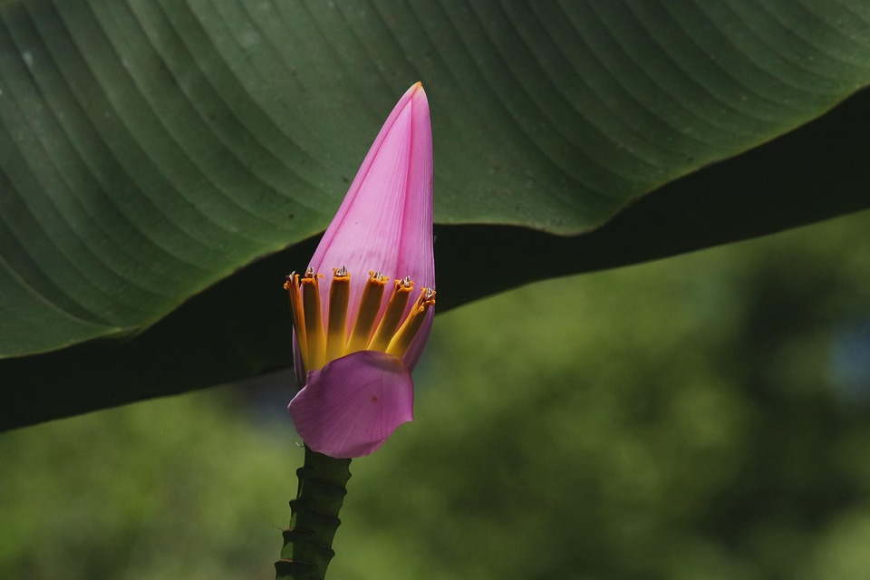 Pink Flower Bud Banana - Free photo on Pixabay