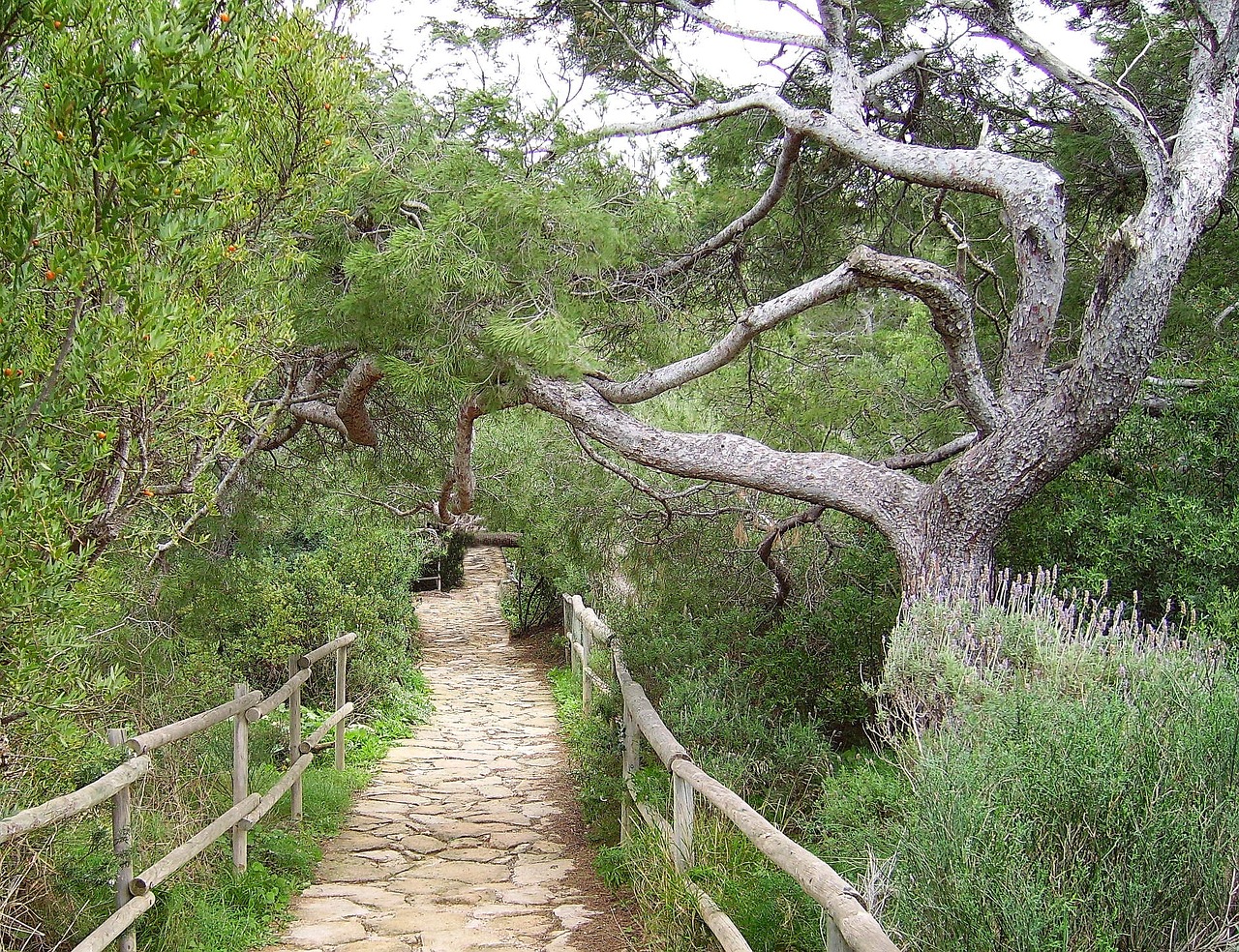 Naturaleza Bosque - Free photo on Pixabay - Pixabay