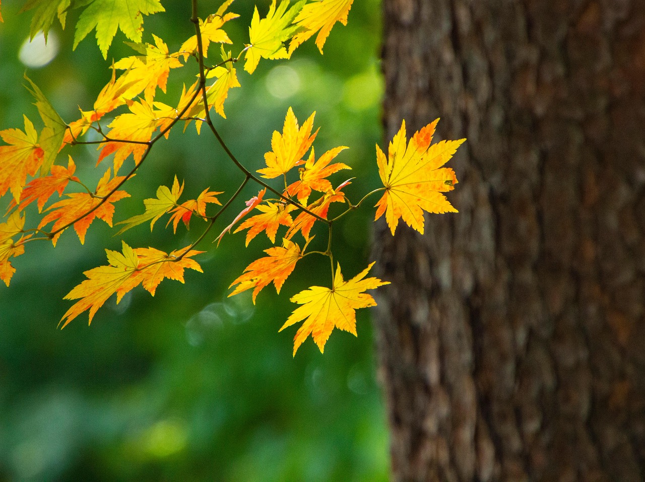 500+ kostenlose Ahornbäume und Ahornbaum-Bilder - Pixabay