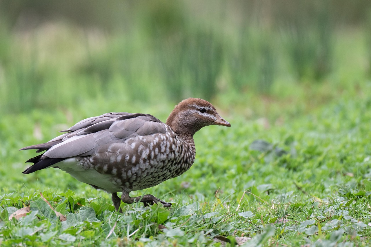 Duck Australian Wood Maned - Free photo on Pixabay - Pixabay
