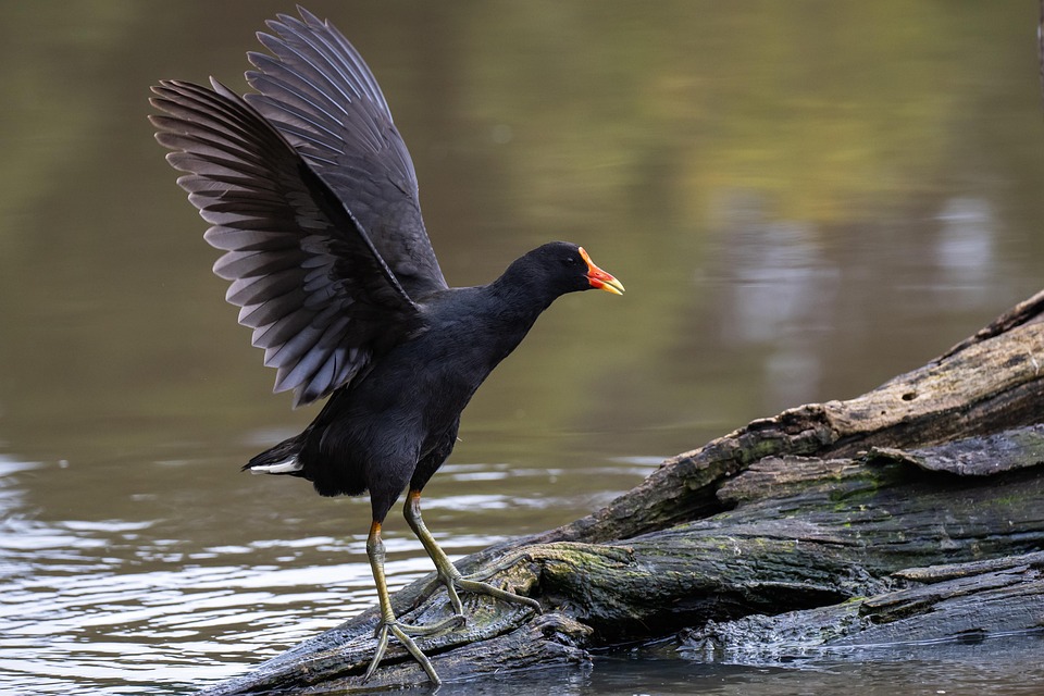Dusky Moorhen Gallinula Tenebrosa - Free photo on Pixabay - Pixabay