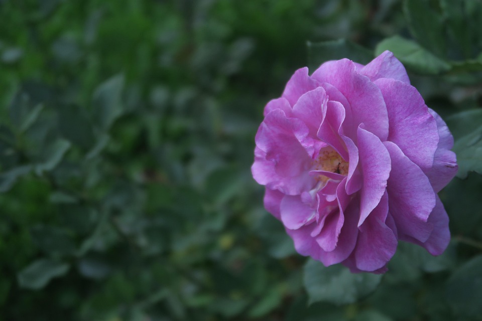 Rose Pinke Blume - Kostenloses Foto auf Pixabay - Pixabay