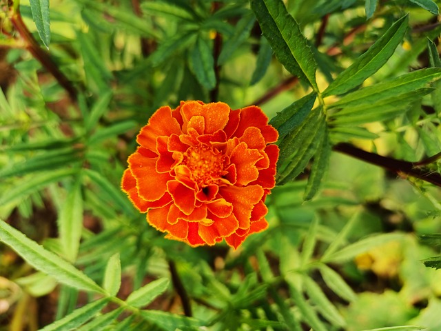 Fleur Souci Bloom - Photo gratuite sur Pixabay - Pixabay