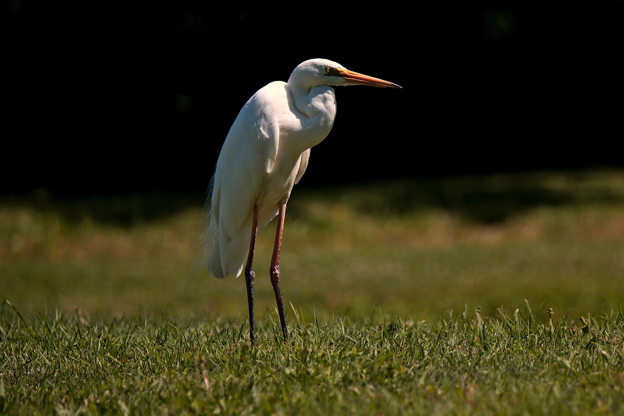 Bird Egret Grass - Free photo on Pixabay - Pixabay
