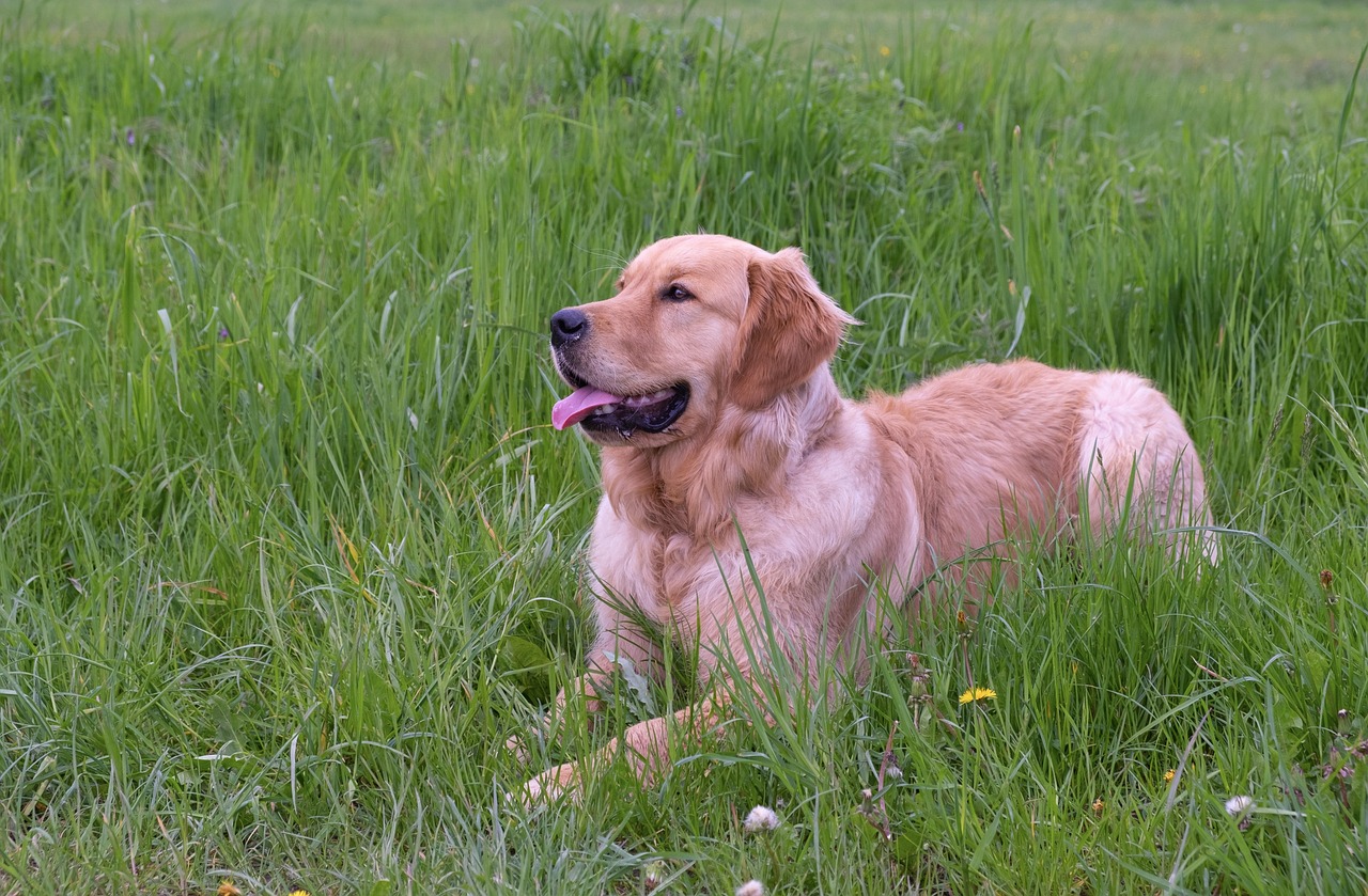 Cachorro Retriever Dourado Relva - Foto gratuita no Pixabay - Pixabay