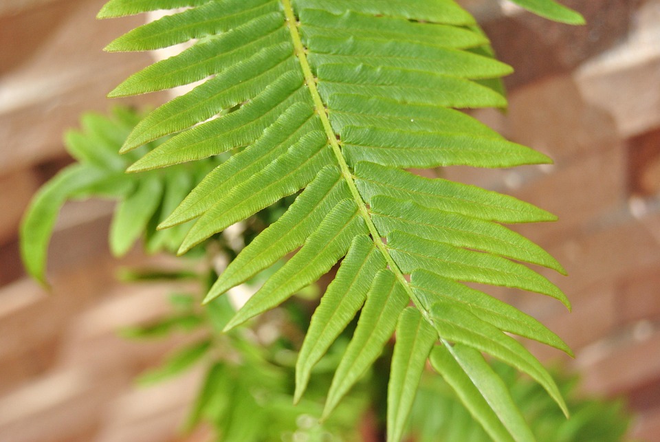 Planta Samambaia Natureza - Foto gratuita no Pixabay - Pixabay