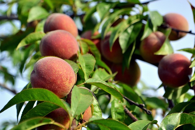 Persik Pohon Buah-Buahan - Foto gratis di Pixabay - Pixabay